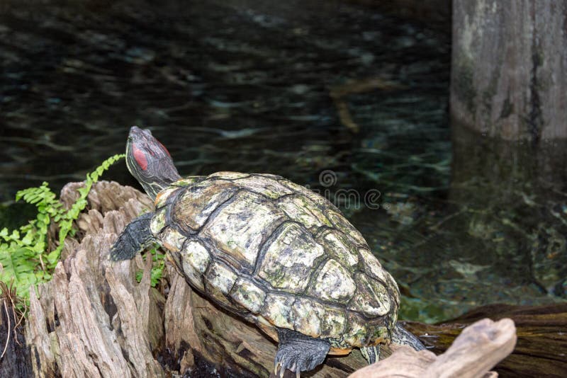 Big turtle resting stock image. Image of giant, ancient - 97809815