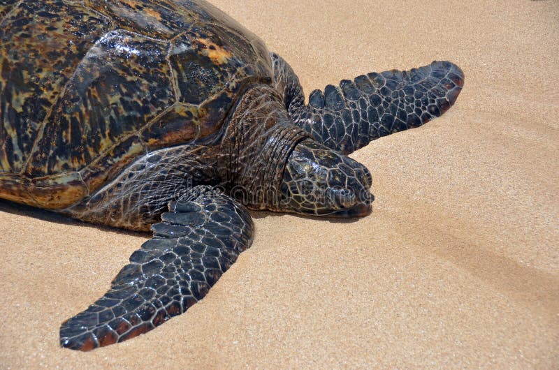 Big turtle in the sand stock image. Image of hawaiian - 31953283