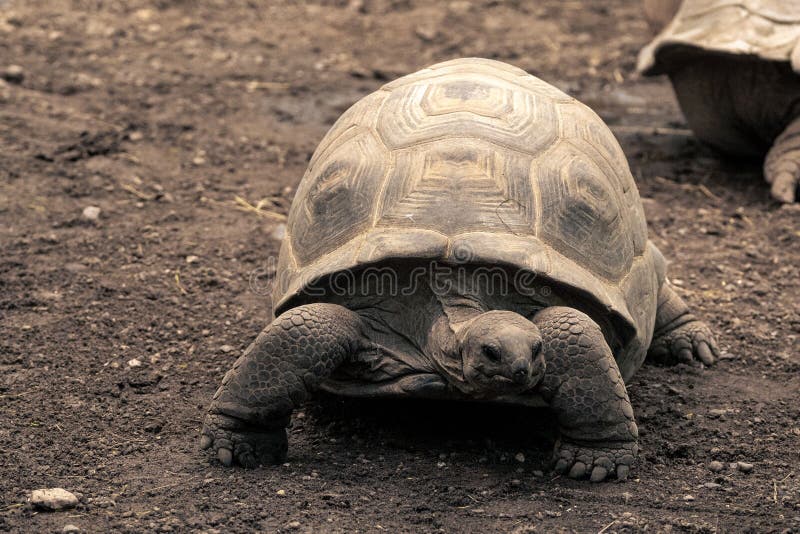 Big Turtle Standing on Sandy Ground Stock Photo - Image of tortoise ...