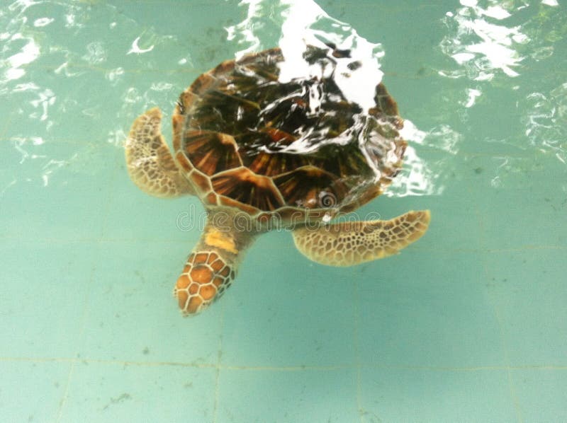 Big turtle stock image. Image of pool, giant, farm, swim - 42779305