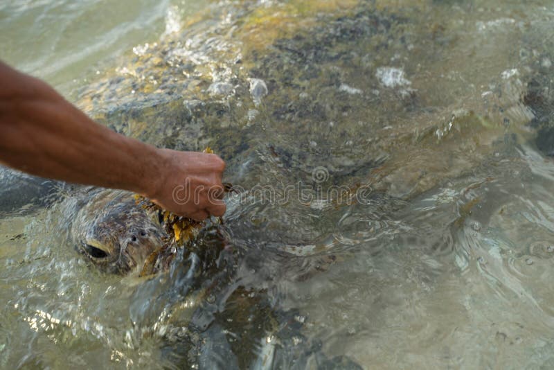 Big Turtle Swims in Water and Eats Algae Stock Image - Image of natural ...