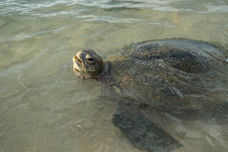 Big Turtle Swims in Water and Eats Algae Stock Image - Image of ocean ...