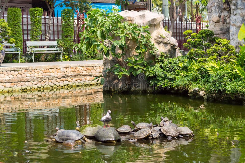 Big Turtle in Tropical Pond Water Stock Image - Image of explore ...
