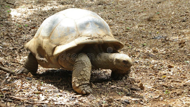 Big Turtle. stock image. Image of looking, large, health - 97331527