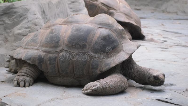 A Big Turtle Walks on the Ground in the Zoo Stock Footage - Video of ...