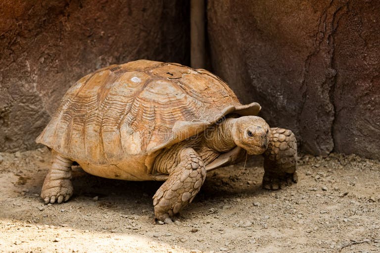 Big turtle in a zoo stock image. Image of solitude, shell - 11923441