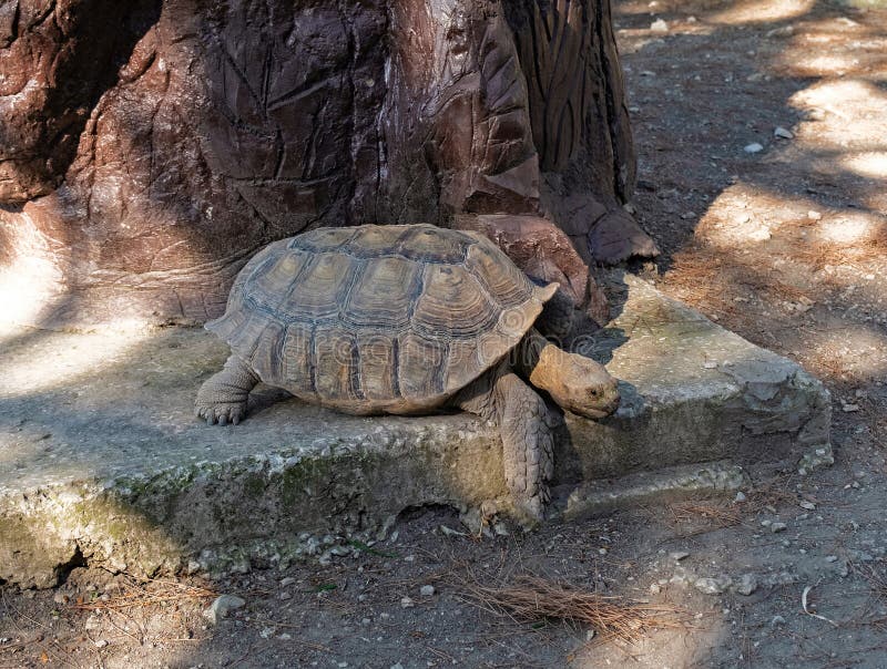 Big turtle in a zoo stock image. Image of wildlife, exotic - 284400185
