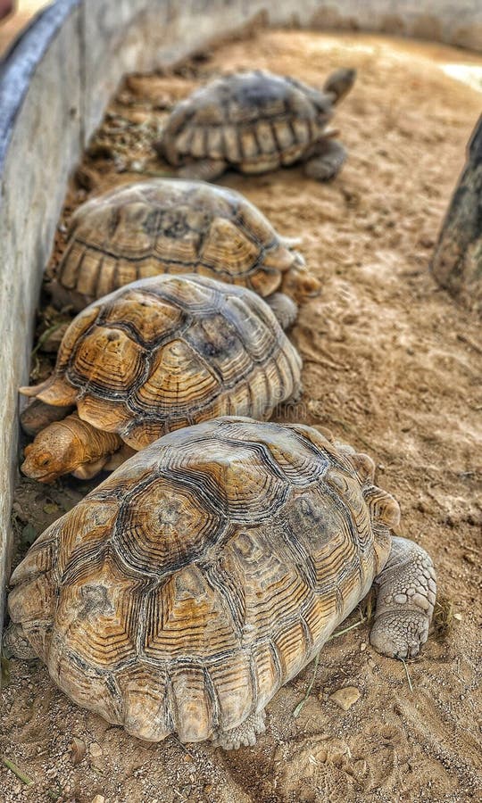 Big turtle in the zoo stock photo. Image of farm, turtle - 285700216