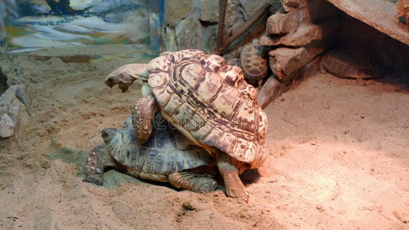 Big turtle zoo stock image. Image of beautiful, good - 155486911