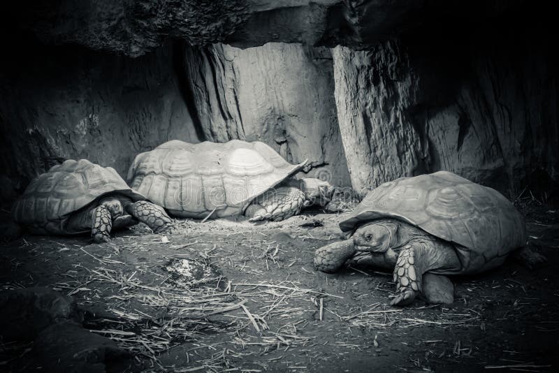 Big Turtles at the Zoo. Giant Turtle Stock Image - Image of closeup ...