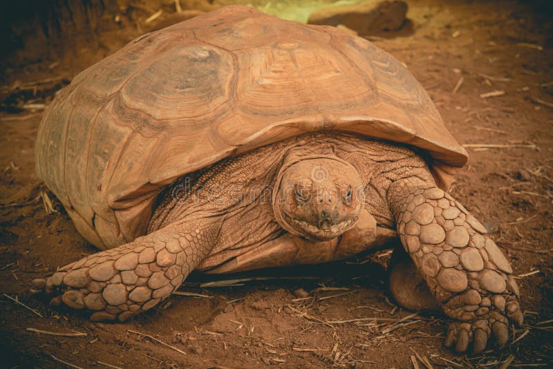 Big Turtles at the Zoo. Giant Turtle Stock Image - Image of head, life ...