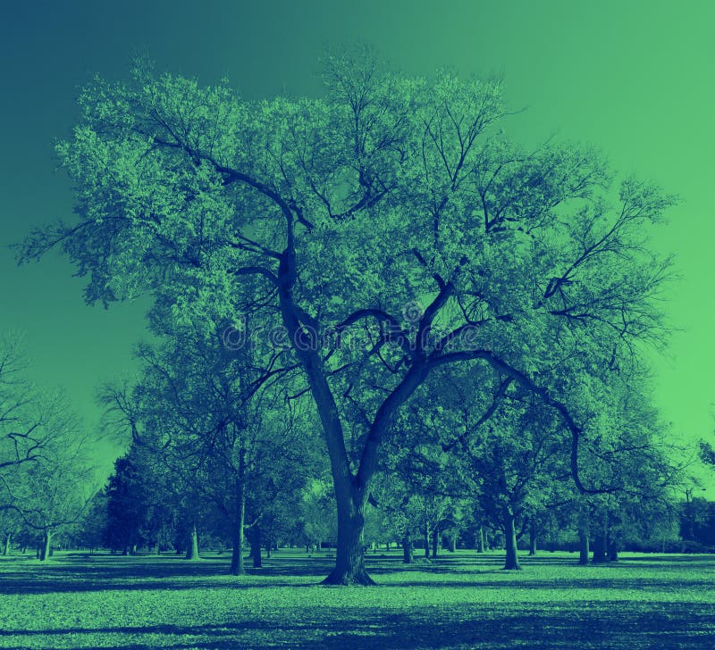 Big Twisted Tree with Colorful Green and Blue Effect Stock Photo ...