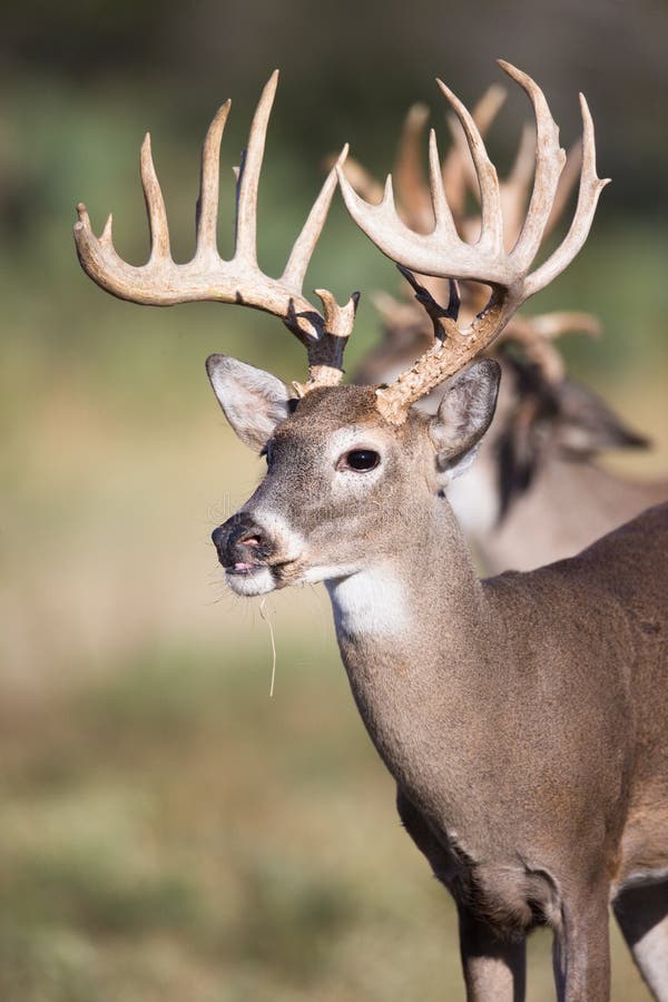 Big Typical Buck in Portrait Stock Image - Image of hiding, heat: 80410965