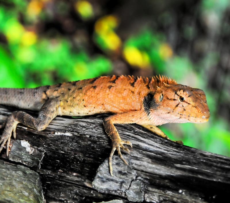 Orange Lizard stock photo. Image of life, exotic, environment - 130922216