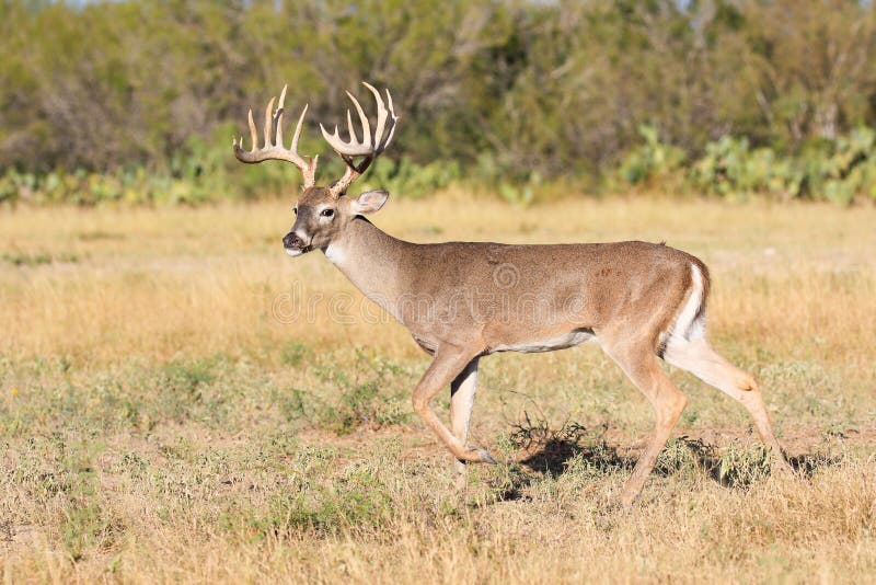 Big typical whitetail buck stock photo. Image of prowl - 80410346