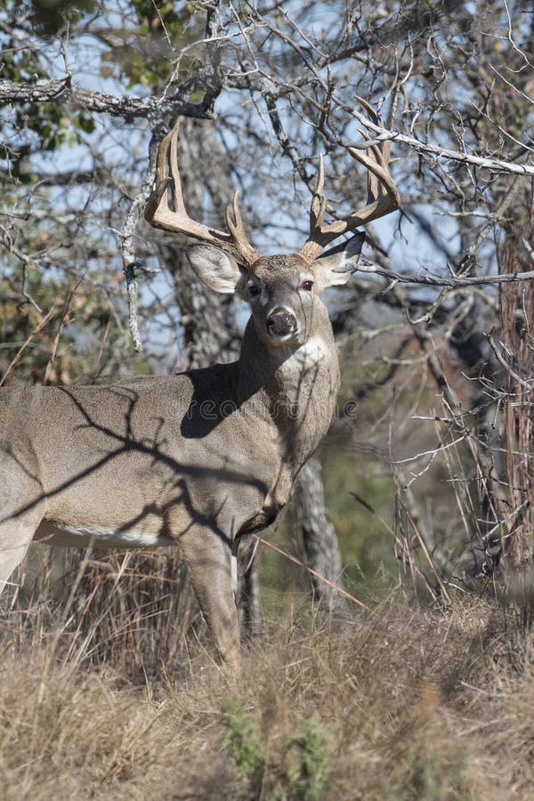 Big Typical Whitetail Buck in Vertical Picture Stock Image - Image of ...