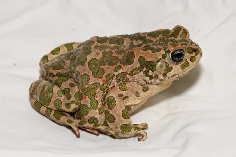 2,626 Ugly Frog Photos - Free & Royalty-Free Stock Photos from Dreamstime