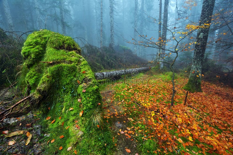 Big Uprooted Tree in the Forest Stock Photo - Image of trees, leaf ...