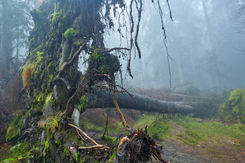 Big Uprooted Tree in the Forest Stock Image - Image of autumnal ...