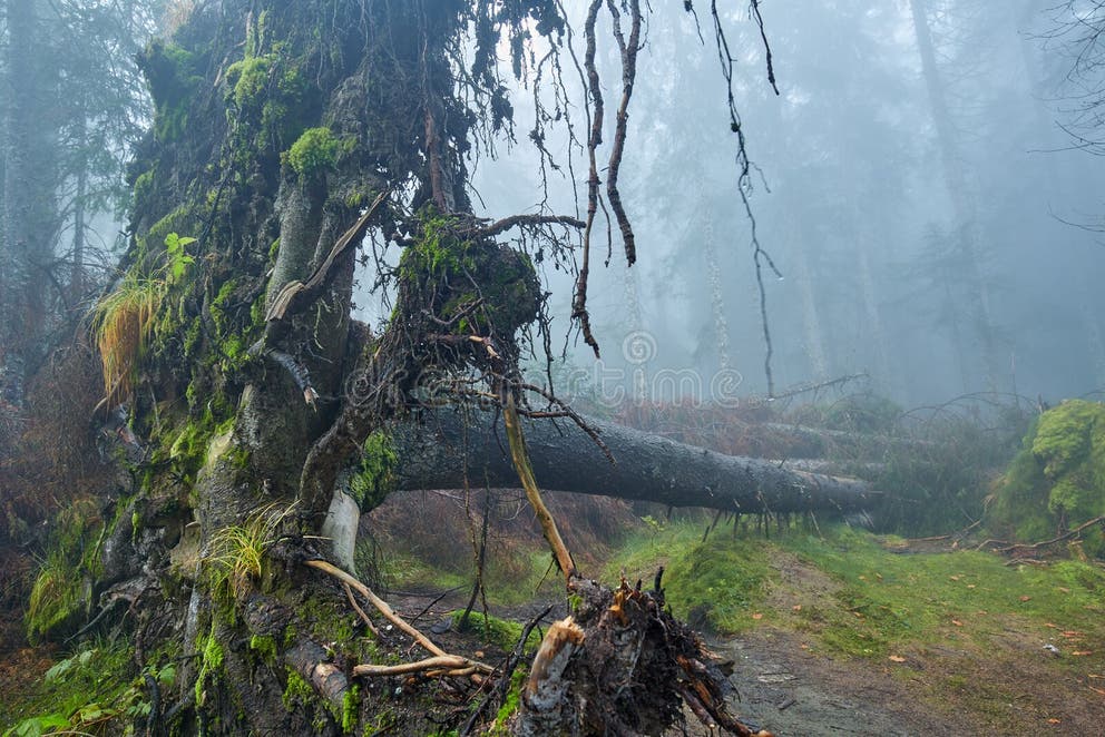 Big Uprooted Tree in the Forest Stock Image - Image of autumnal ...