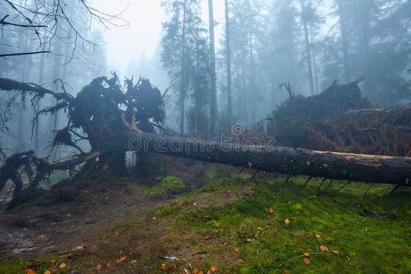 Big Uprooted Tree in the Forest Stock Photo - Image of mystical, haze ...