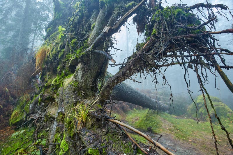 Big Uprooted Tree in the Forest Stock Photo - Image of trees, mountain ...