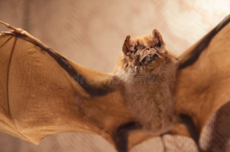 38,188 Vampire Stock Photos - Free & Royalty-Free Stock Photos from ...