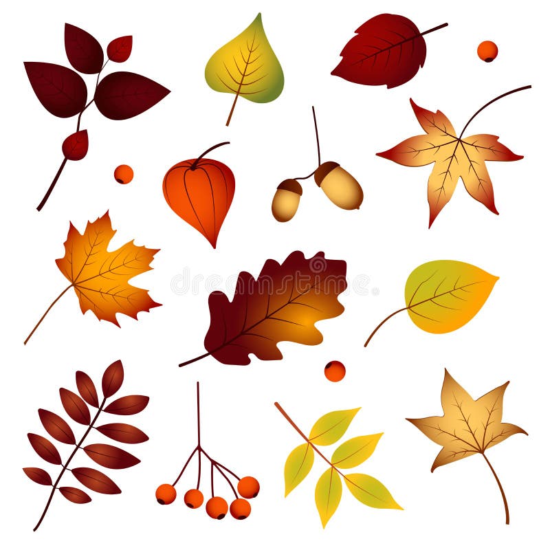 Big Vector Autumn Set with Colorful Leaves and Berries Stock Vector ...