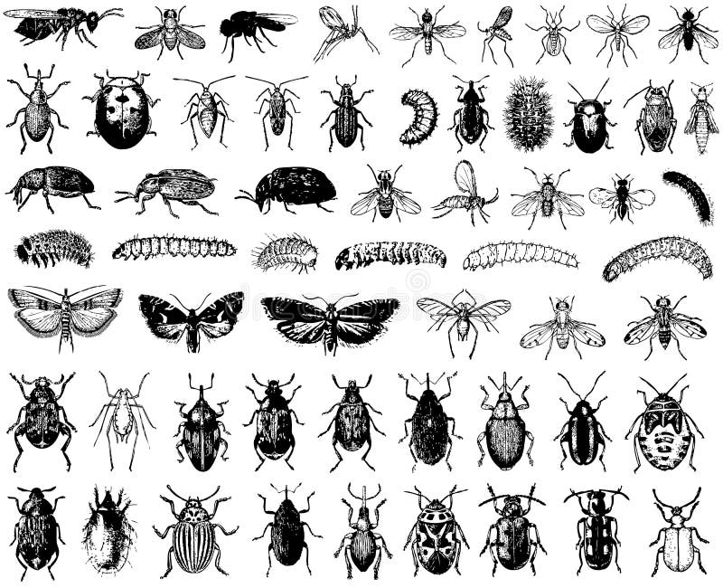 Big Vector Collection of Insects Stock Vector - Illustration of ...