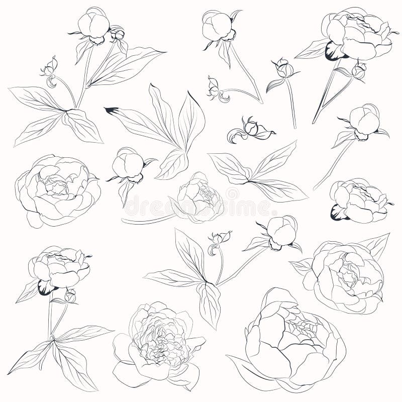 Big Vector Collection of Vector Peony Flowers Shapes in Line Stock ...