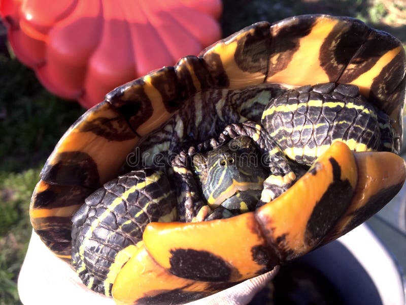 Shy turtle stock photo. Image of tortoise, lake, sunshine - 191512884