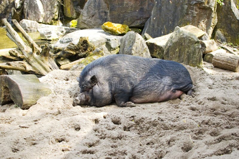 Big Vietnamese Pig Sleeping in the Sand Stock Image - Image of large ...