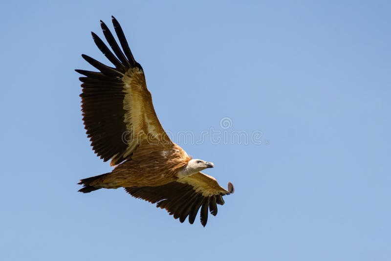 A Big Vulture Flying on the Natural Park Stock Photo - Image of black ...