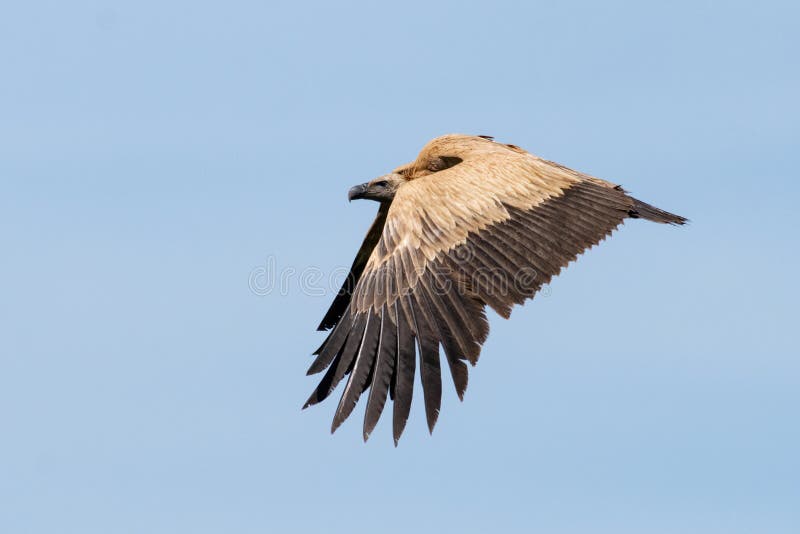 A Big Vulture Flying on the Natural Park Stock Photo - Image of bald ...