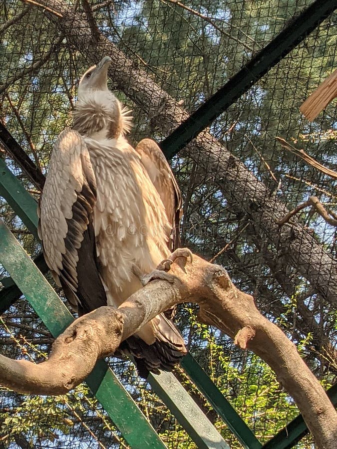 A Big Vulture Sitting on a Tree Branch 1 Stock Photo - Image of branch ...