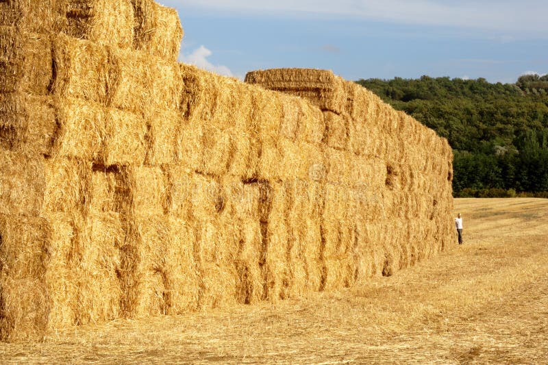 Big Wall of Straw Bales and Farmer Stock Image - Image of wheat, meadow ...