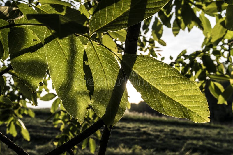 Walnut Life Cycle Stock Photos - Free & Royalty-Free Stock Photos from ...