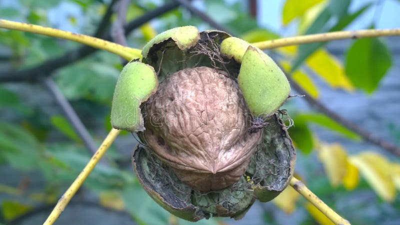 Big Walnut on the Tree in the Garden Stock Photo - Image of wooden ...