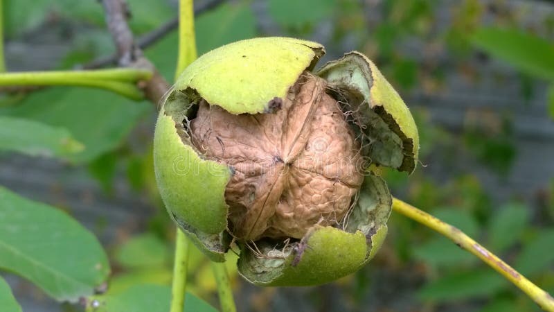 Big Walnut on the Tree in the Garden Stock Image - Image of walnut ...