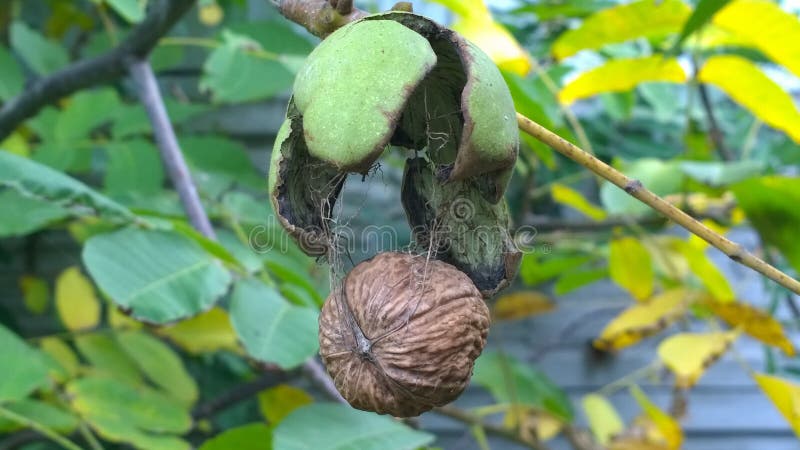 Big Walnut on the Tree in the Garden Stock Photo - Image of nuts ...