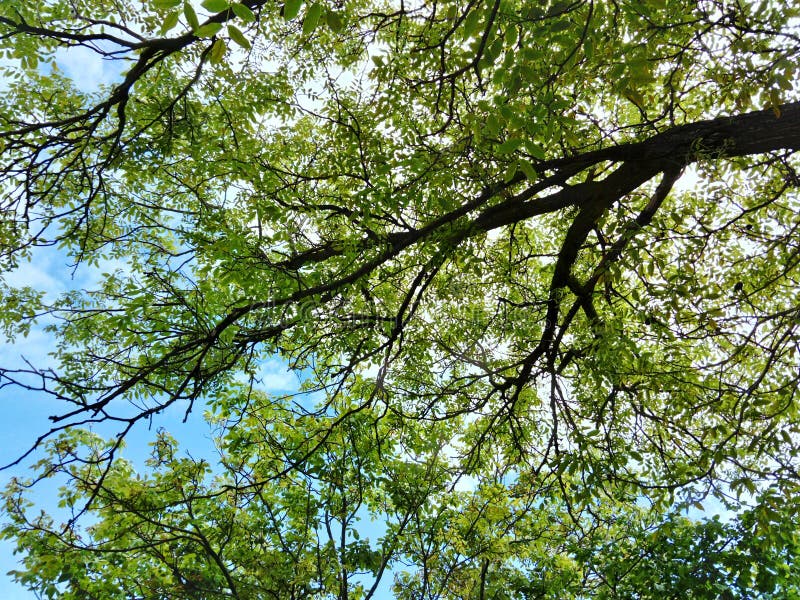Big walnut tree treetop stock image. Image of fruit - 182023361