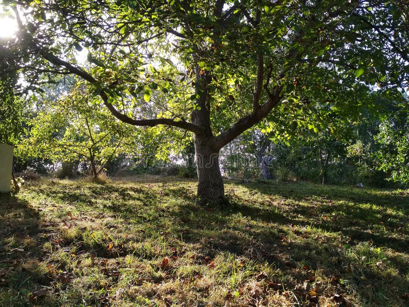 Big walnut tree stock photo. Image of shrub, deciduous - 359806584
