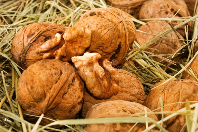 Big Walnuts Nuts, Ripe Nuts in Grass Close-up Stock Image - Image of ...
