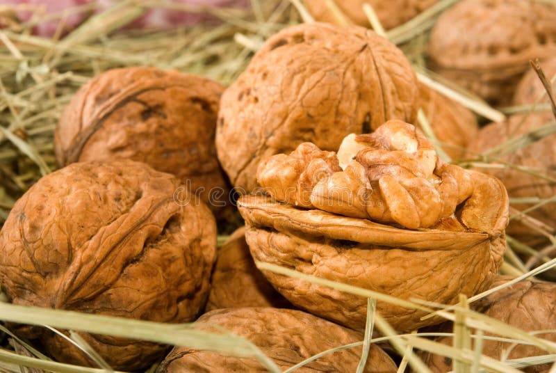 Big Walnuts Nuts, Ripe Nuts in Grass Close-up Stock Photo - Image of ...