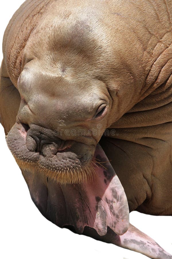 Big Walrus Over White Background Stock Image - Image of posing, cutout ...