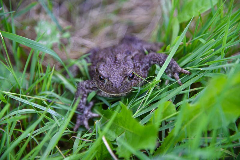 Big Fat Toad Crawling Along the Grass Path Stock Image - Image of ...