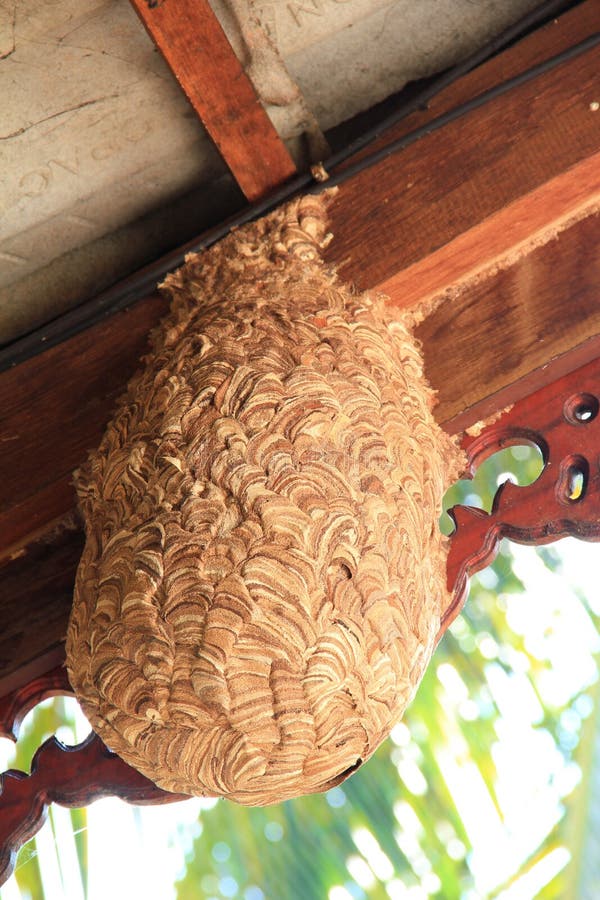 Big wasp nest stock image. Image of hive, planed, hornet - 35361131