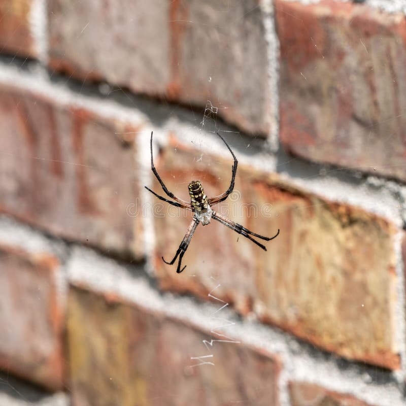 Big Wasp Spider (Argiope Bruennichi) Resting on Its Web with a Brick ...