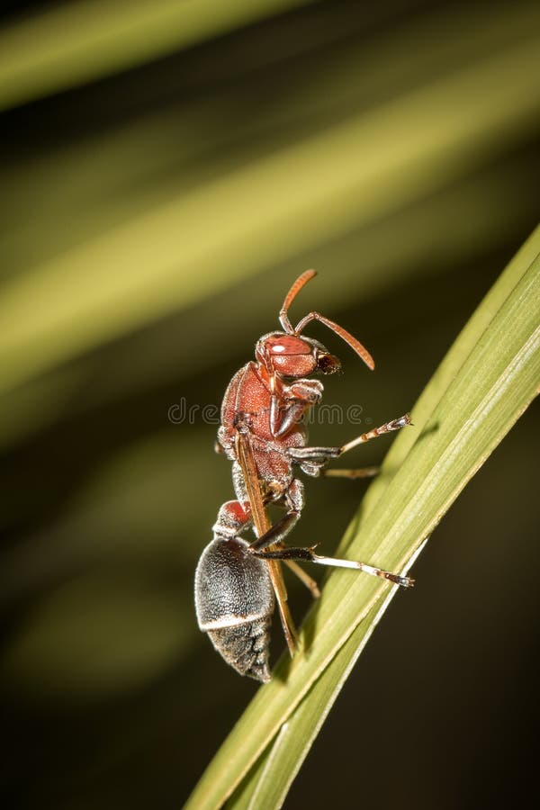 Big wasps stock photo. Image of grub, conservation, macro - 194593698