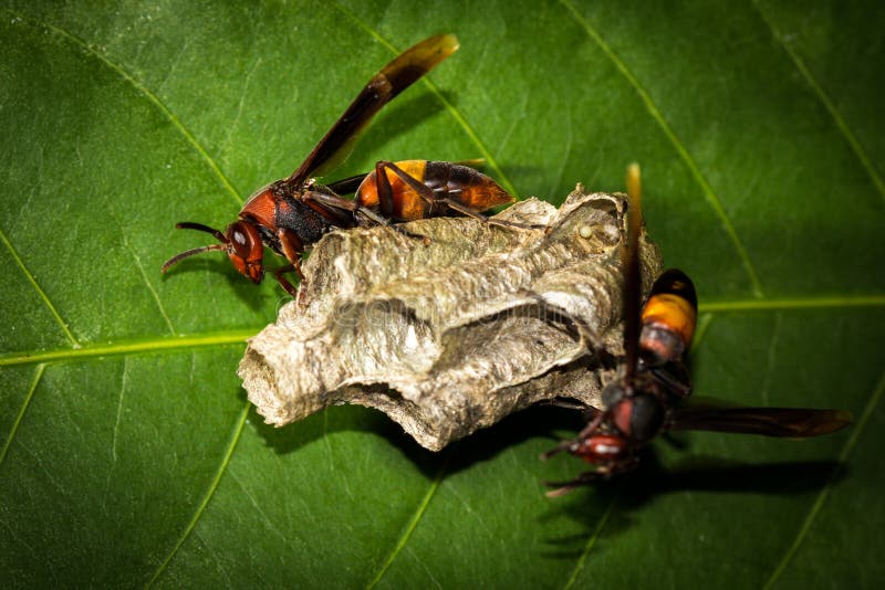 Big wasps. stock photo. Image of common, little, macro - 99626868